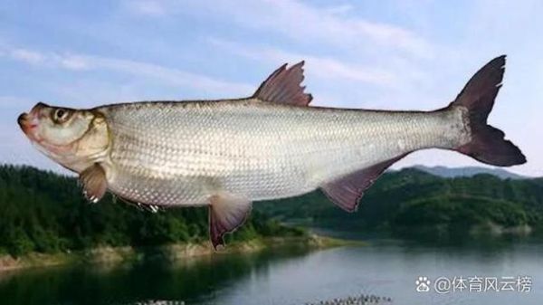 翘嘴红鲌怎么钓_翘嘴红鲌和翘嘴区别-第2张图片-山城妙识