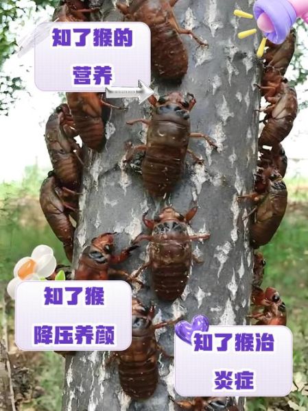 知了猴怎么吃_知了猴有什么功效-第1张图片-山城妙识