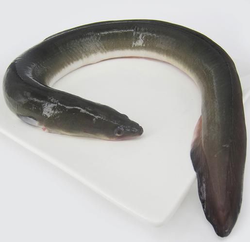 鳗鱼有毒吗_鳗鱼毒素部位-第3张图片-山城妙识