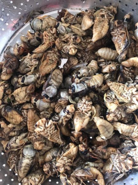 知了猴怎么吃_知了猴有什么功效-第3张图片-山城妙识