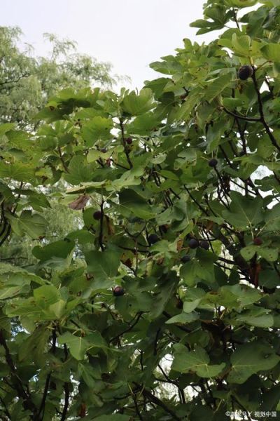 无花果是凶树还是吉树_家里能种吗-第3张图片-山城妙识