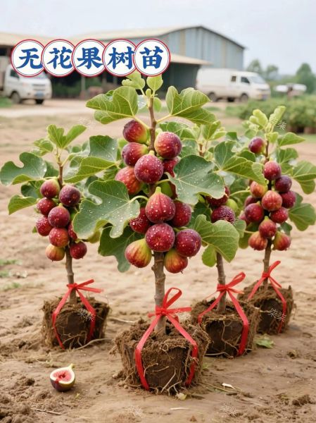 无花果是凶树还是吉树_家里能种吗-第2张图片-山城妙识