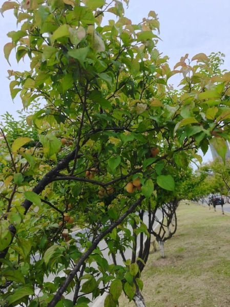 梅子黄时日日晴_为什么今年梅雨不下雨-第3张图片-山城妙识