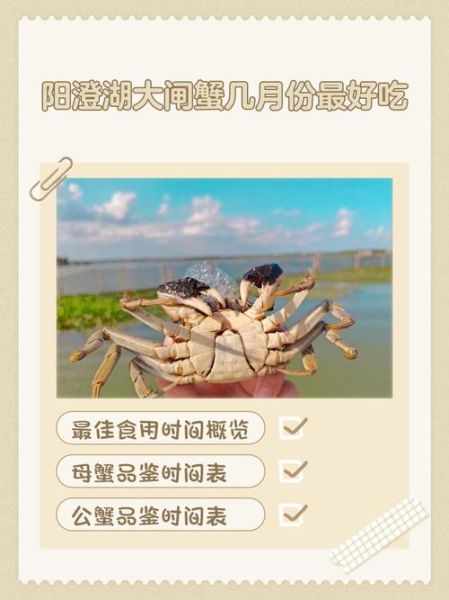 大闸蟹什么时候上市_大闸蟹上市时间2024-第3张图片-山城妙识