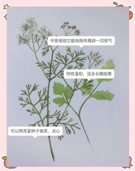 芫荽怎么读_为什么叫芫荽-第2张图片-山城妙识