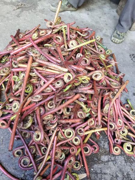 蕨菜干怎么泡发_蕨菜干的做法大全-第3张图片-山城妙识