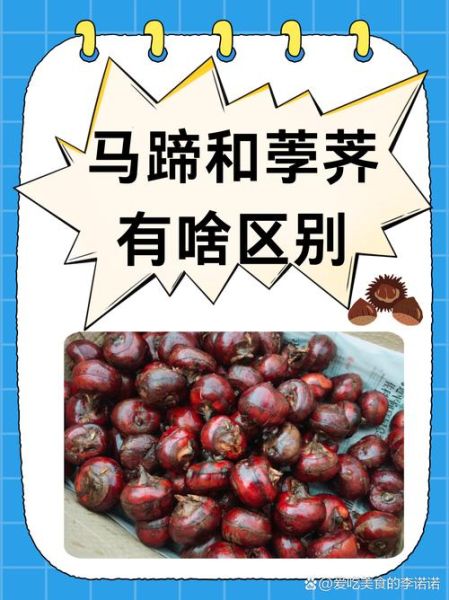 荸荠怎么读_荸荠和马蹄的区别-第1张图片-山城妙识