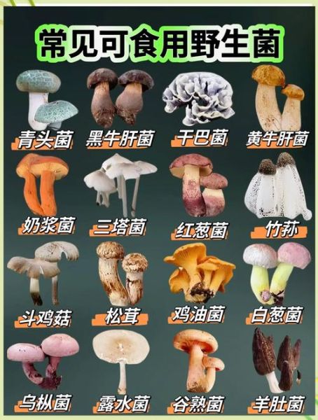东北野生蘑菇图片大全_如何分辨有毒与无毒-第1张图片-山城妙识