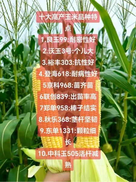 玉米品种哪个好_玉米品种排名第一-第2张图片-山城妙识