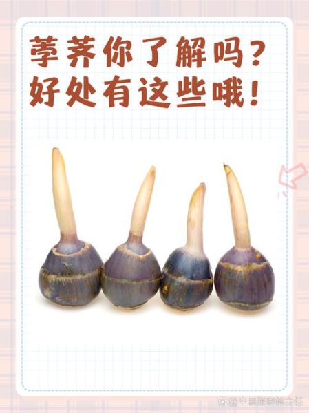荸荠怎么读_荸荠和马蹄的区别-第3张图片-山城妙识