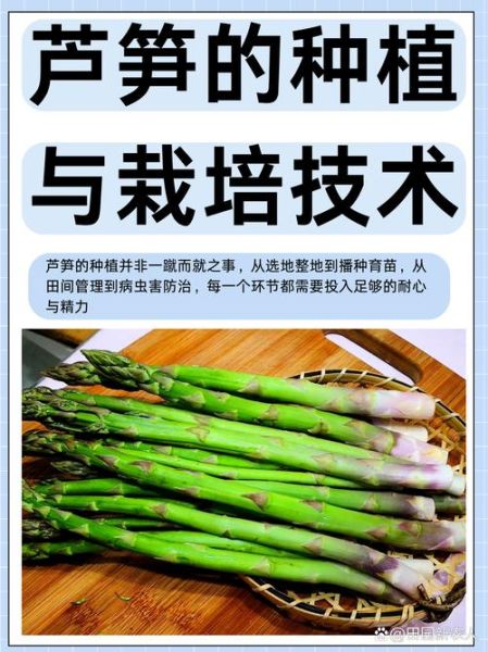 芦笋种植图片_如何种出高产芦笋-第1张图片-山城妙识