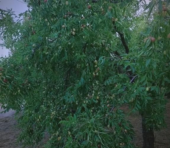 乐陵金丝小枣哪里正宗_如何挑选-第3张图片-山城妙识