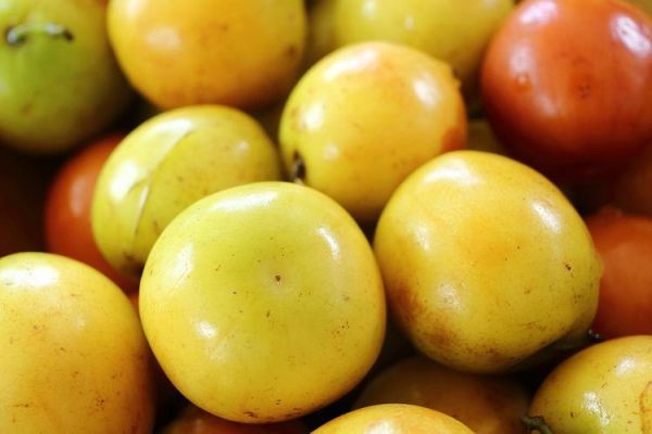 乐陵金丝小枣哪里正宗_如何挑选-第2张图片-山城妙识