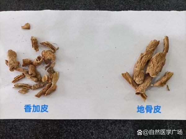 香加皮图片长什么样_香加皮真假如何辨别-第1张图片-山城妙识