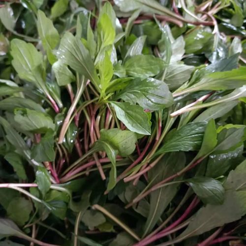 马兰头图片大全大图_马兰头长什么样-第2张图片-山城妙识