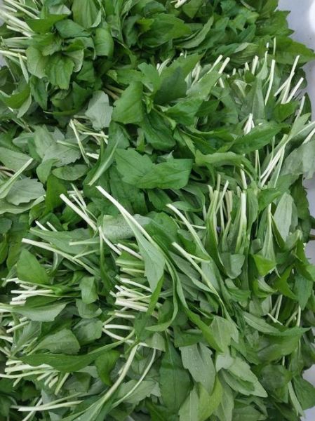 马兰头图片大全大图_马兰头长什么样-第1张图片-山城妙识