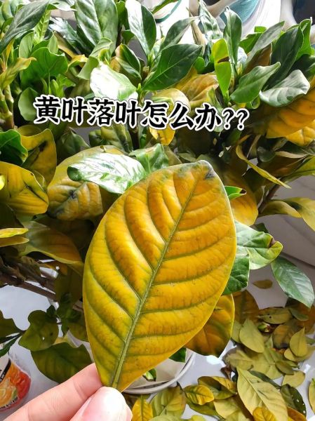 梧桐树叶发黄怎么办_梧桐树叶变红的原因-第3张图片-山城妙识