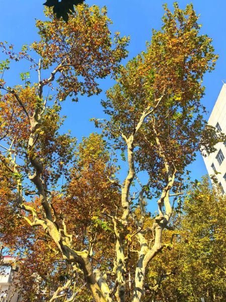 梧桐树叶发黄怎么办_梧桐树叶变红的原因-第1张图片-山城妙识