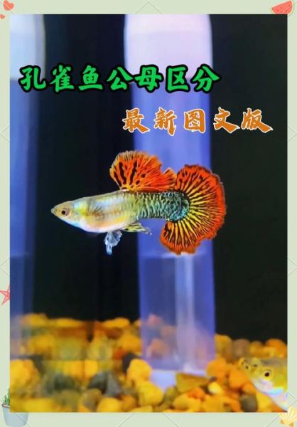凤尾鱼怎么分公母_凤尾鱼公母区别图解-第2张图片-山城妙识