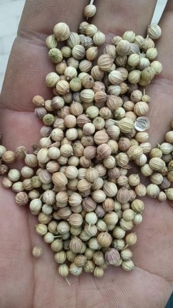 香菜种子有什么功效_香菜种子怎么吃-第2张图片-山城妙识 香菜种子有什么功效_香菜种子怎么吃-第2张图片-山城妙识