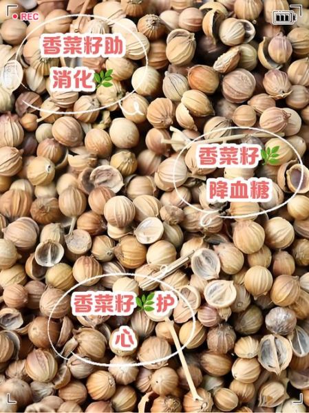 香菜种子有什么功效_香菜种子怎么吃-第1张图片-山城妙识 香菜种子有什么功效_香菜种子怎么吃-第1张图片-山城妙识
