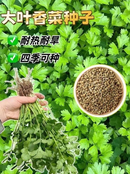 香菜种子有什么功效_香菜种子怎么吃-第3张图片-山城妙识 香菜种子有什么功效_香菜种子怎么吃-第3张图片-山城妙识