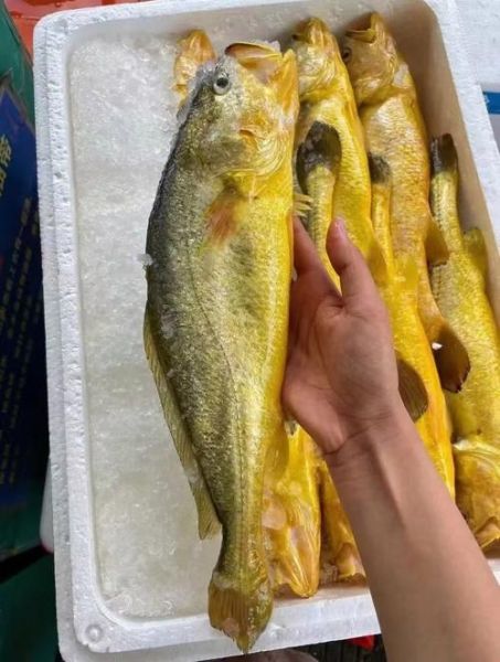 小黄鱼多少钱一斤2020_2020年小黄鱼价格走势-第1张图片-山城妙识