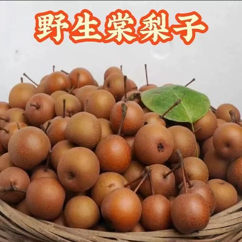 小糖梨的功效与作用_小糖梨适合什么人吃-第1张图片-山城妙识