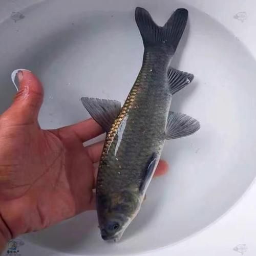 螺蛳青鱼苗吃什么_螺蛳青鱼苗饲料选择-第3张图片-山城妙识