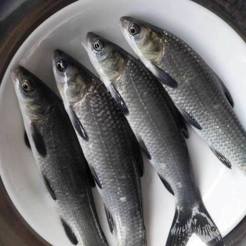 螺蛳青鱼苗吃什么_螺蛳青鱼苗饲料选择-第2张图片-山城妙识