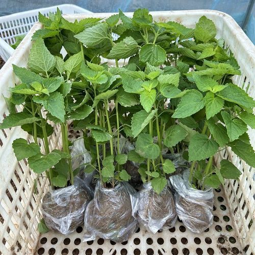 五香叶与藿香叶的区别_哪个更适合炖肉-第3张图片-山城妙识 五香叶与藿香叶的区别_哪个更适合炖肉-第3张图片-山城妙识