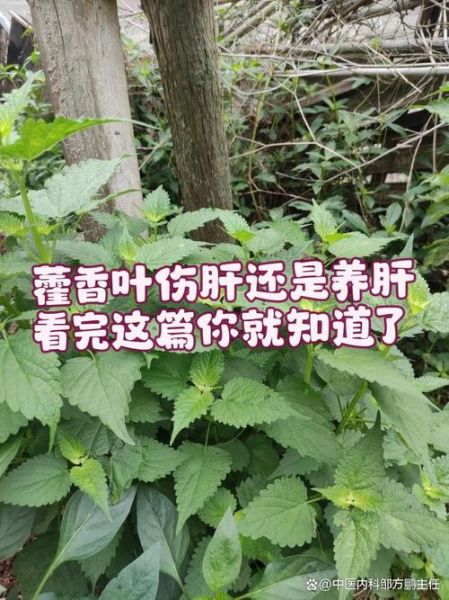 五香叶与藿香叶的区别_哪个更适合炖肉-第1张图片-山城妙识 五香叶与藿香叶的区别_哪个更适合炖肉-第1张图片-山城妙识