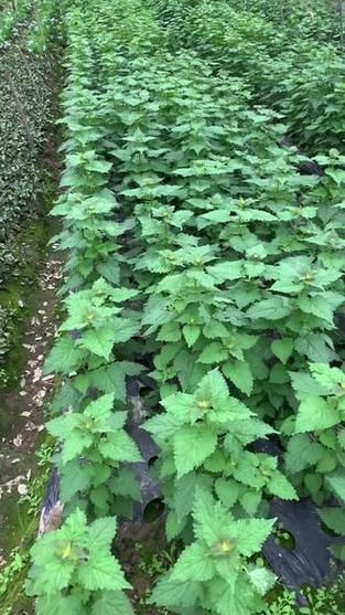 五香叶与藿香叶的区别_哪个更适合炖肉-第2张图片-山城妙识 五香叶与藿香叶的区别_哪个更适合炖肉-第2张图片-山城妙识