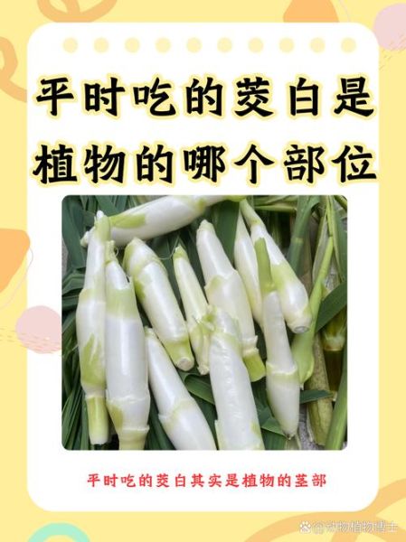 茭白是什么植物_茭白是笋吗-第1张图片-山城妙识 茭白是什么植物_茭白是笋吗-第1张图片-山城妙识