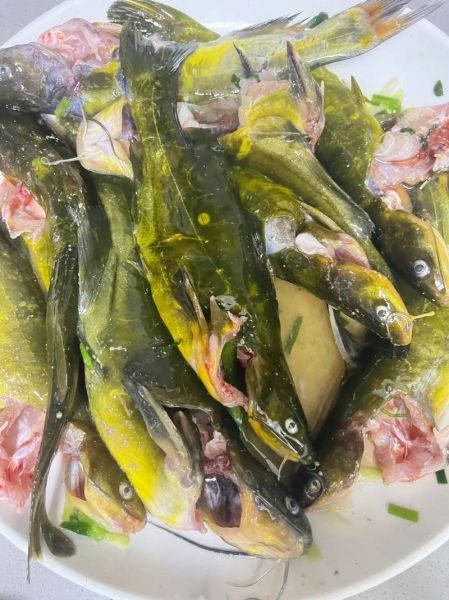 红烧黄辣丁鱼怎么做好吃_家常做法步骤-第3张图片-山城妙识 红烧黄辣丁鱼怎么做好吃_家常做法步骤-第3张图片-山城妙识