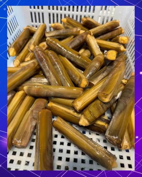 海蛏子有什么营养价值_海蛏子怎么吃最补-第2张图片-山城妙识