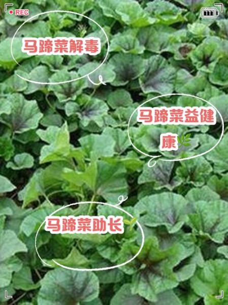 马蹄菜的功效与作用_马蹄菜怎么吃最好-第1张图片-山城妙识
