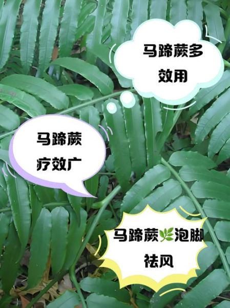 马蹄菜的功效与作用_马蹄菜怎么吃最好-第3张图片-山城妙识