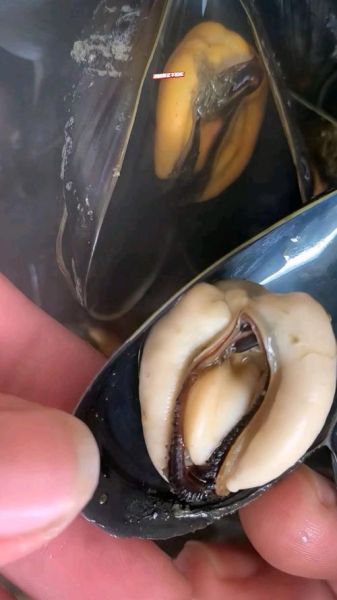 野生海虹怎么清洗_野生海虹多少钱一斤-第2张图片-山城妙识 野生海虹怎么清洗_野生海虹多少钱一斤-第2张图片-山城妙识