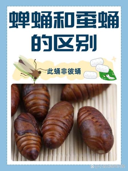 蝉蛹和蚕蛹哪个营养价值高_蝉蛹与蚕蛹营养成分对比-第1张图片-山城妙识