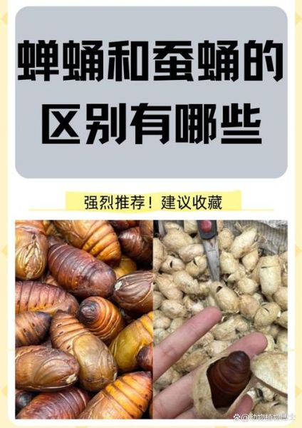 蝉蛹和蚕蛹哪个营养价值高_蝉蛹与蚕蛹营养成分对比-第3张图片-山城妙识