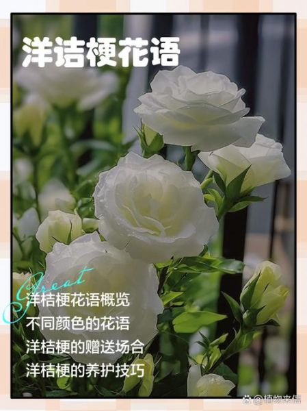 洋桔梗花语是什么_洋桔梗适合送什么人-第1张图片-山城妙识 洋桔梗花语是什么_洋桔梗适合送什么人-第1张图片-山城妙识