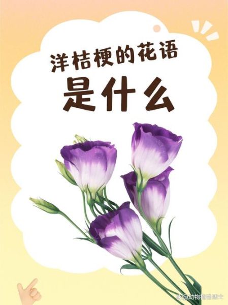 洋桔梗花语是什么_洋桔梗适合送什么人-第2张图片-山城妙识 洋桔梗花语是什么_洋桔梗适合送什么人-第2张图片-山城妙识