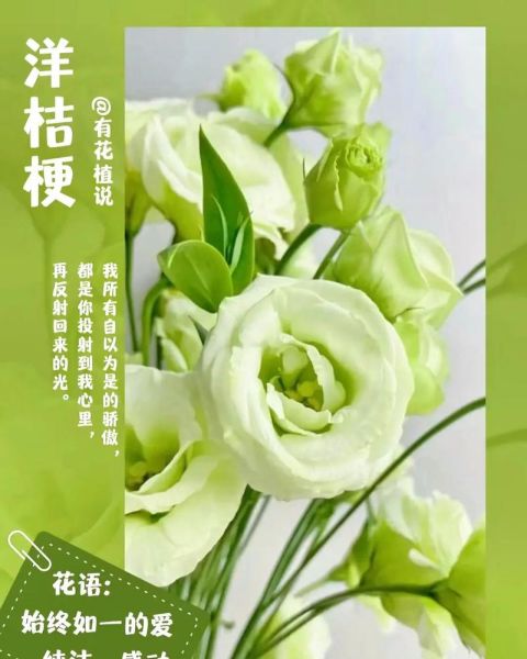 洋桔梗花语是什么_洋桔梗适合送什么人-第3张图片-山城妙识 洋桔梗花语是什么_洋桔梗适合送什么人-第3张图片-山城妙识