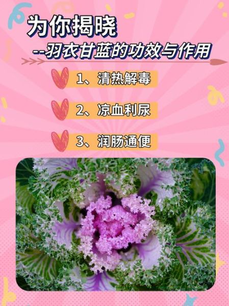 羽衣甘蓝的功效与作用_羽衣甘蓝怎么吃最好-第3张图片-山城妙识 羽衣甘蓝的功效与作用_羽衣甘蓝怎么吃最好-第3张图片-山城妙识