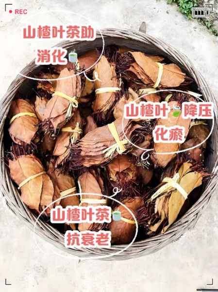 山楂叶的功效与作用_山楂叶能降血压吗-第2张图片-山城妙识 山楂叶的功效与作用_山楂叶能降血压吗-第2张图片-山城妙识