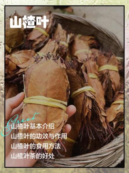 山楂叶的功效与作用_山楂叶能降血压吗-第1张图片-山城妙识 山楂叶的功效与作用_山楂叶能降血压吗-第1张图片-山城妙识