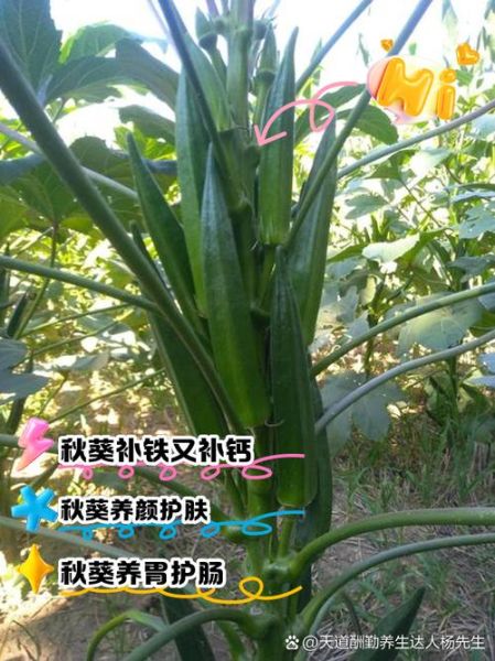 秋葵的功效与作用有哪些_秋葵的营养价值高吗-第1张图片-山城妙识