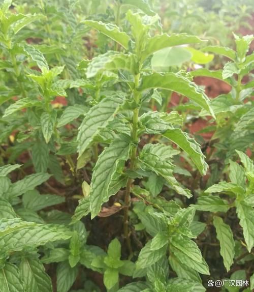 哪种薄荷最适合做菜_留兰香和胡椒薄荷区别-第2张图片-山城妙识 哪种薄荷最适合做菜_留兰香和胡椒薄荷区别-第2张图片-山城妙识