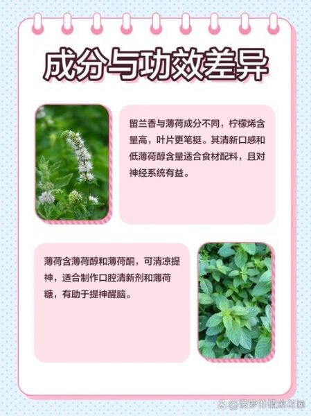 哪种薄荷最适合做菜_留兰香和胡椒薄荷区别-第1张图片-山城妙识 哪种薄荷最适合做菜_留兰香和胡椒薄荷区别-第1张图片-山城妙识